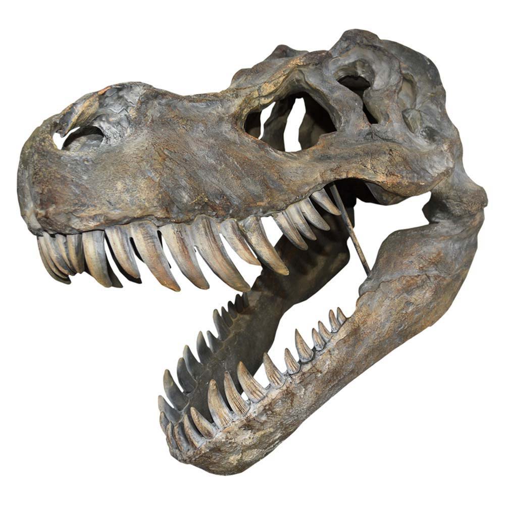 STRNT357 - Replica Tyrannosaurus Rex Skull Large - 51cm Long | Findel ...