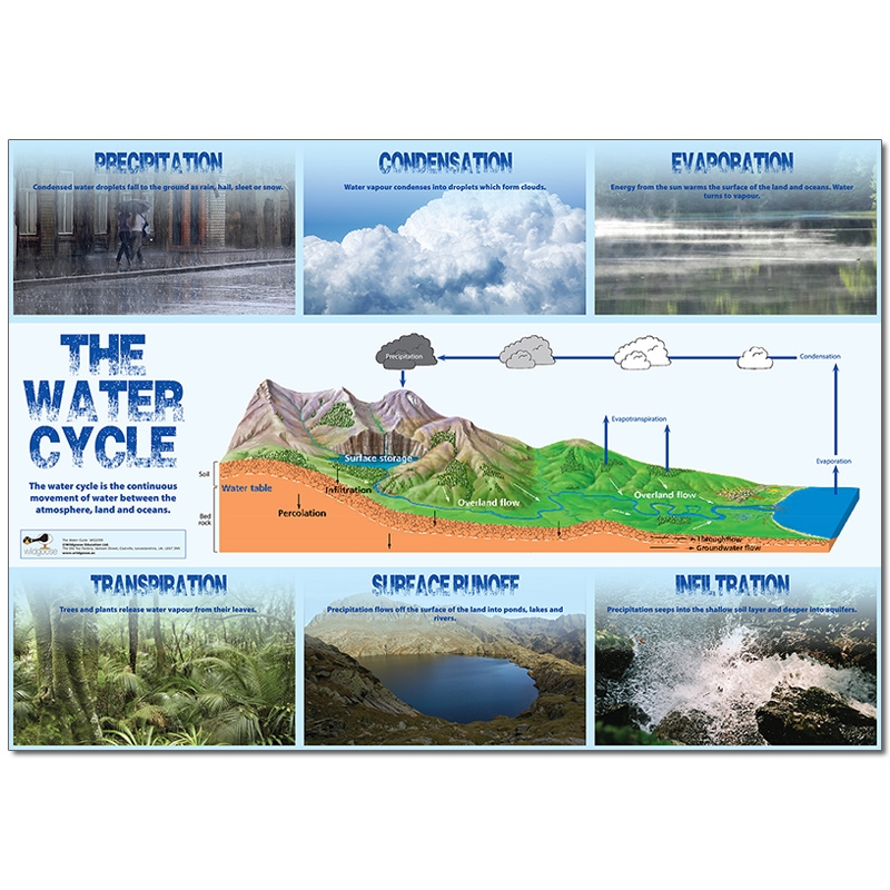 WG4376 - Water Cycle Poster | Findel Dryad UAE