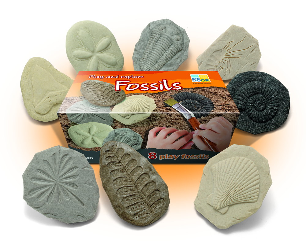 DRY374965 - Let's Investigate Fossils - Set of 8 | Findel Dryad UAE