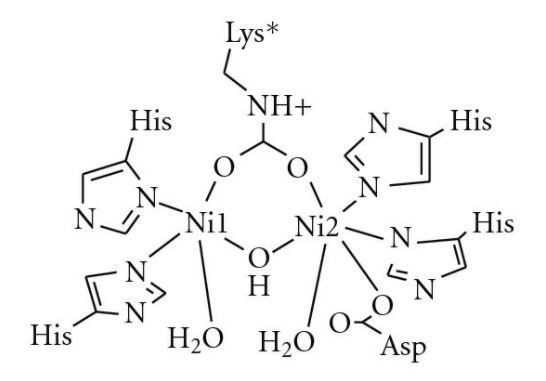 B8A01983 - Urease Tablets - Pack of 10 | Philip Harris