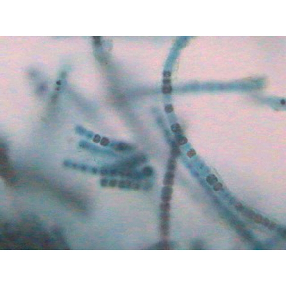 Anatomy Microscope Slides