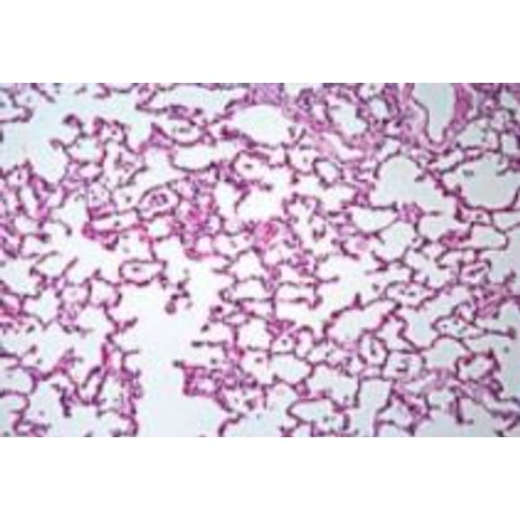 Anatomy Microscope Slides