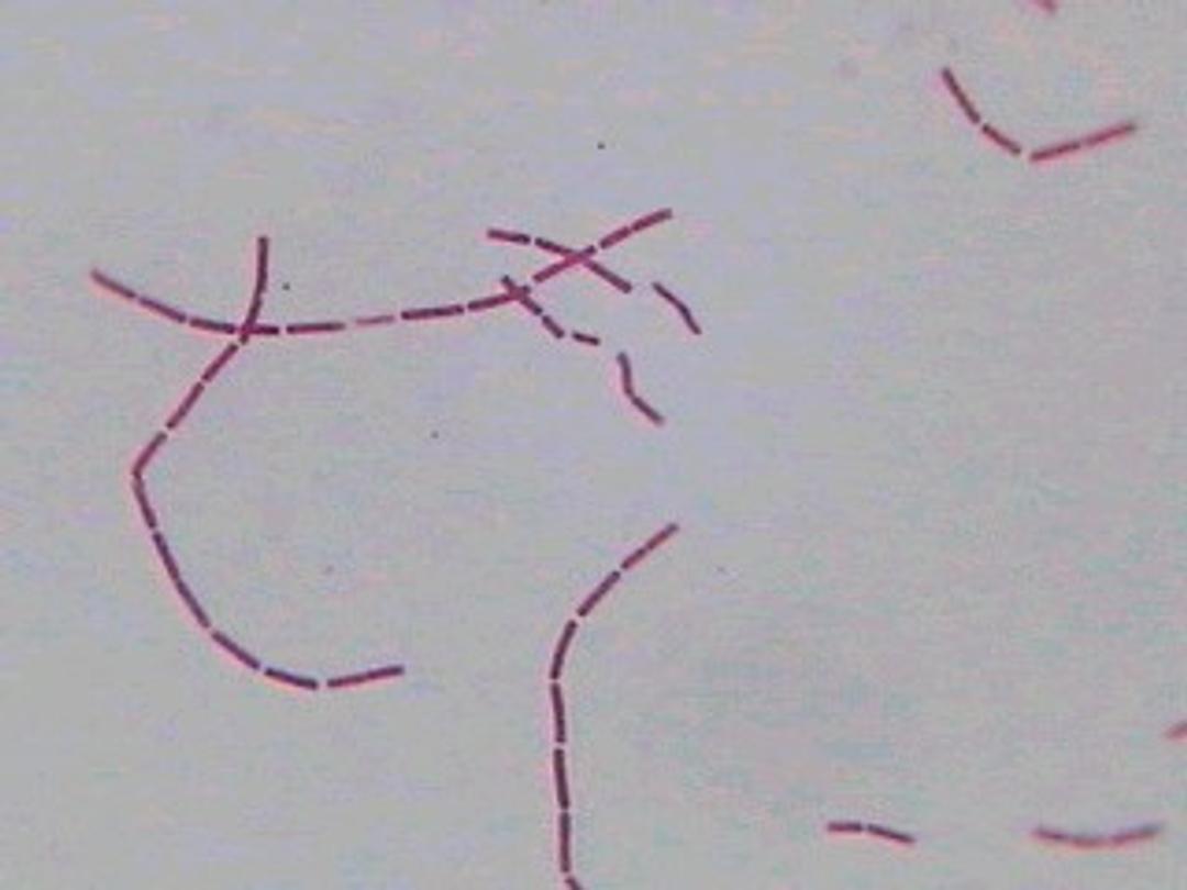 Philip Harris Prepared Microscope Slide - Bacillus megaterium W.M ...