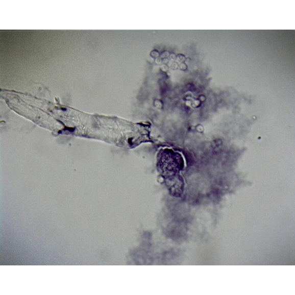 Amoeba Proteus Microscope Slide