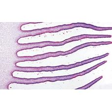 E8A09453 - Prepared Microscope Slide - Penicillium: with Hyphae and ...