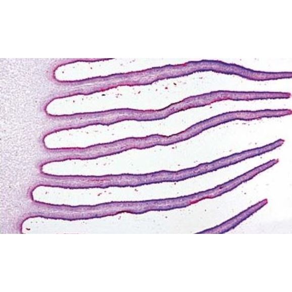 Basidiospore Slide