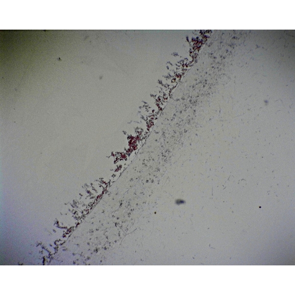 Basidiospore Slide