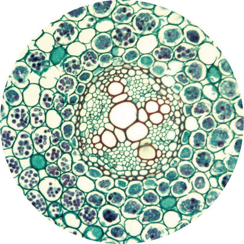 Philip Harris Prepared Microscope Slide - Buttercup (Ranunculus) Young ...