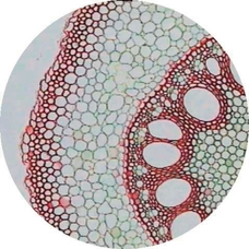 HE1006472 - Prepared Microscope Slide - Broad Bean (Vicia faba): Root ...