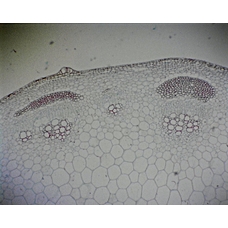 E8A11459 - Prepared Microscope Slide - Onion (Allium): Root Tip Squash ...