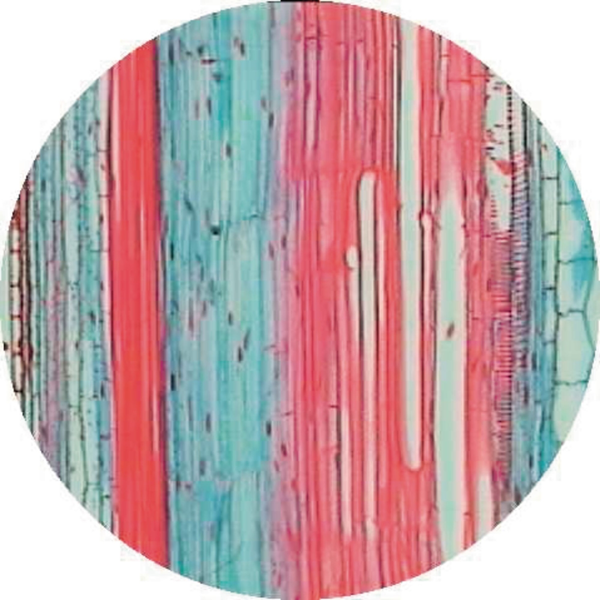 Prepared Microscope Slide - Sunflower (Helianthus): Stem L.S ...