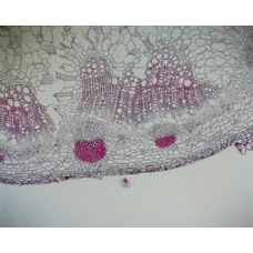 Blank Microscope Slides GRASSHOPPER TESTIS, MITOSIS (ANIMAL CELL ...