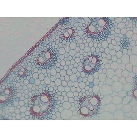 Lycopodium Slide