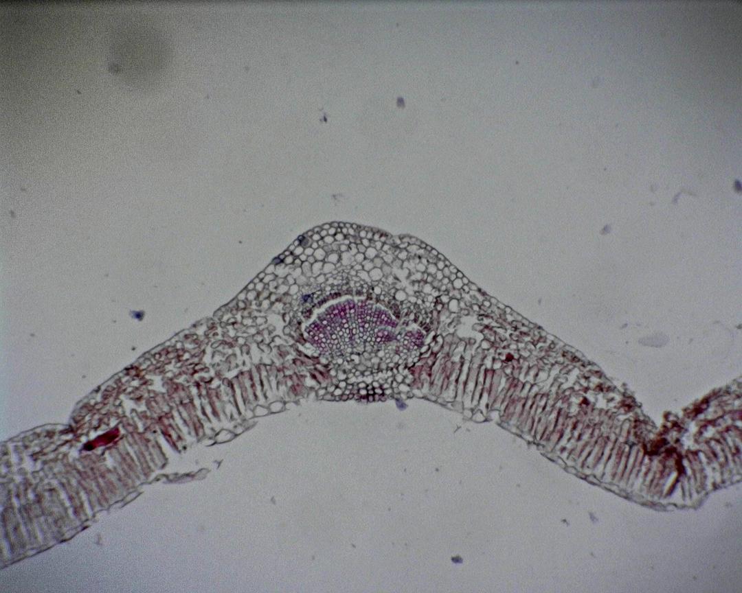 Prepared Microscope Slides, Prepared Slides & Specimens | Philip Harris