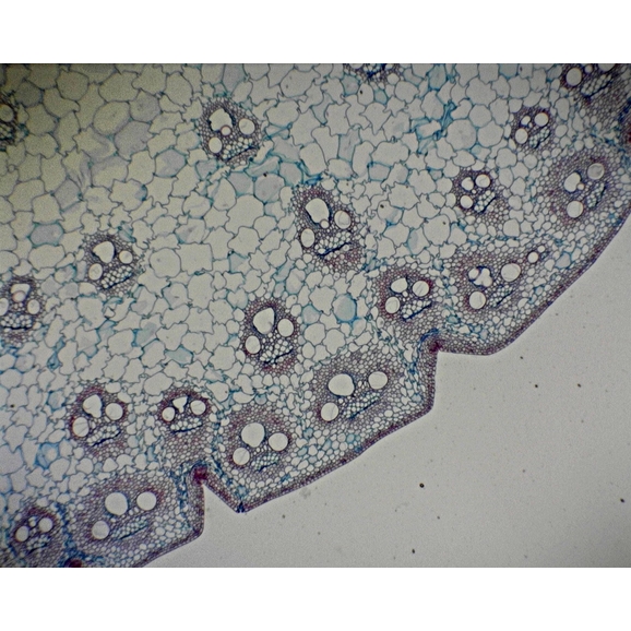 Dicot Leaf Under Microscope