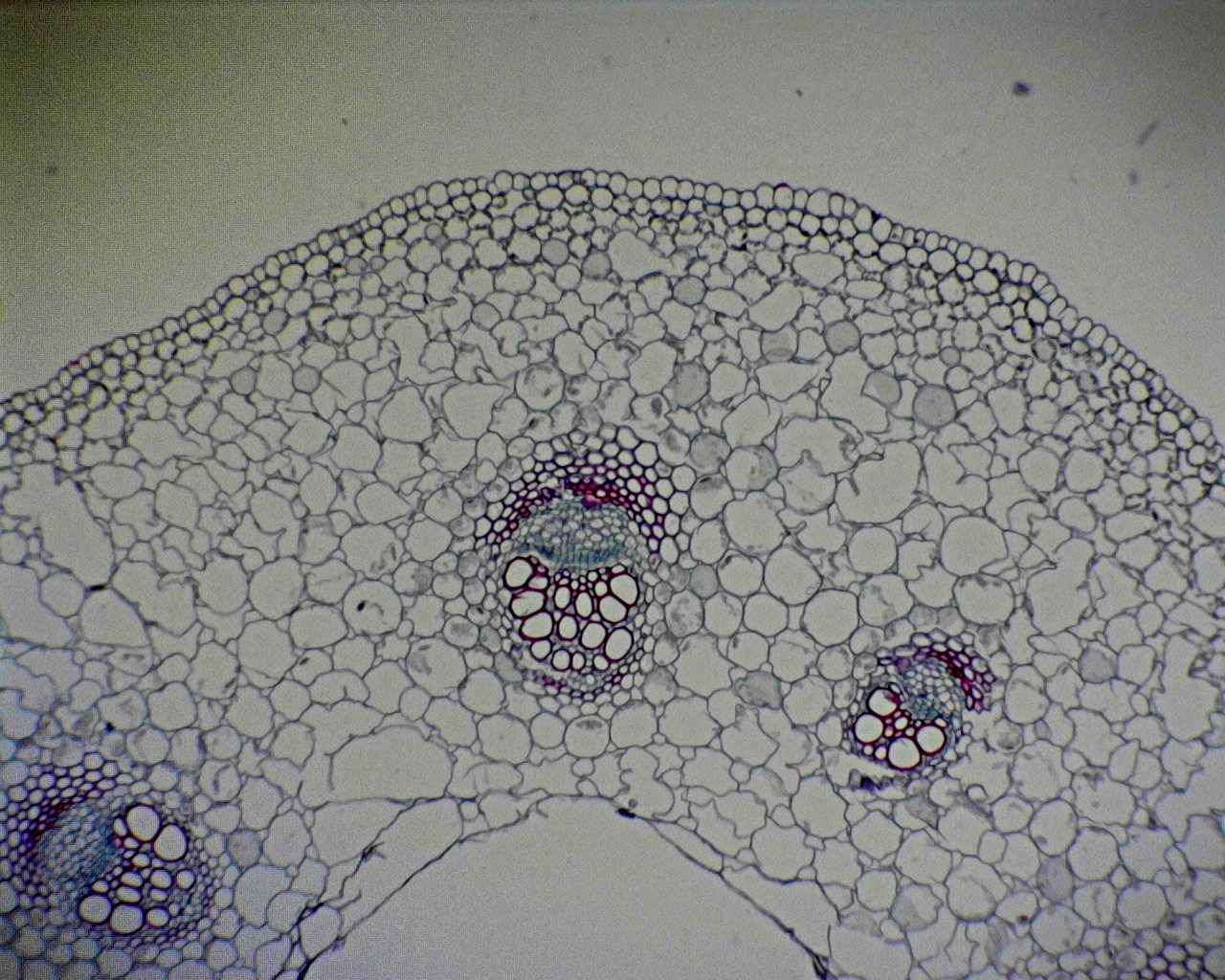 Monocot Root Microscope