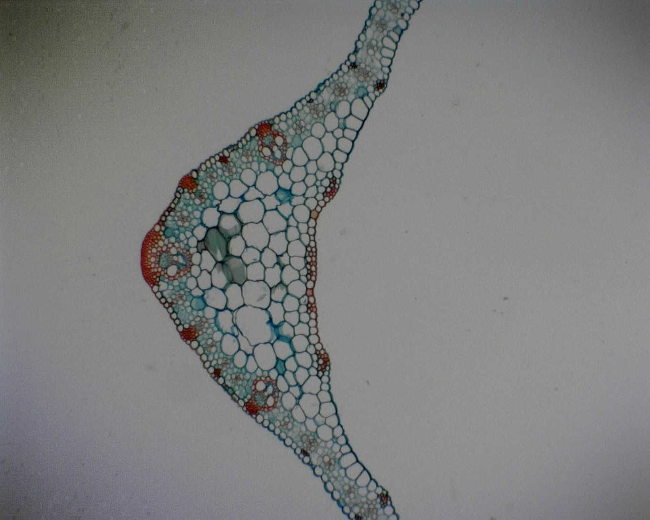 Monocot Leaves Microscope