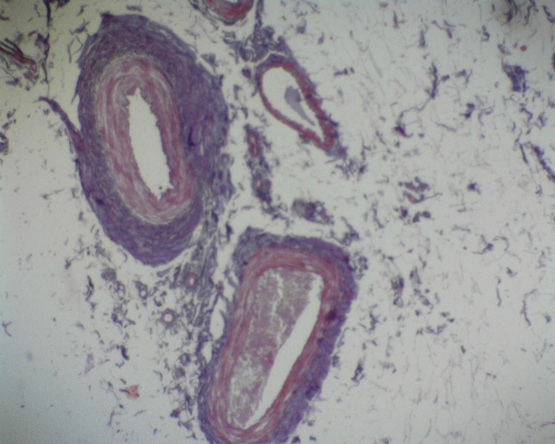 Prepared Microscope Slides, Prepared Slides & Specimens | Philip Harris