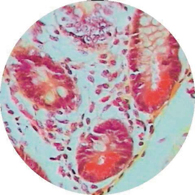 Philip Harris Prepared Microscope Slide - Large Intestine: Colon T.S ...