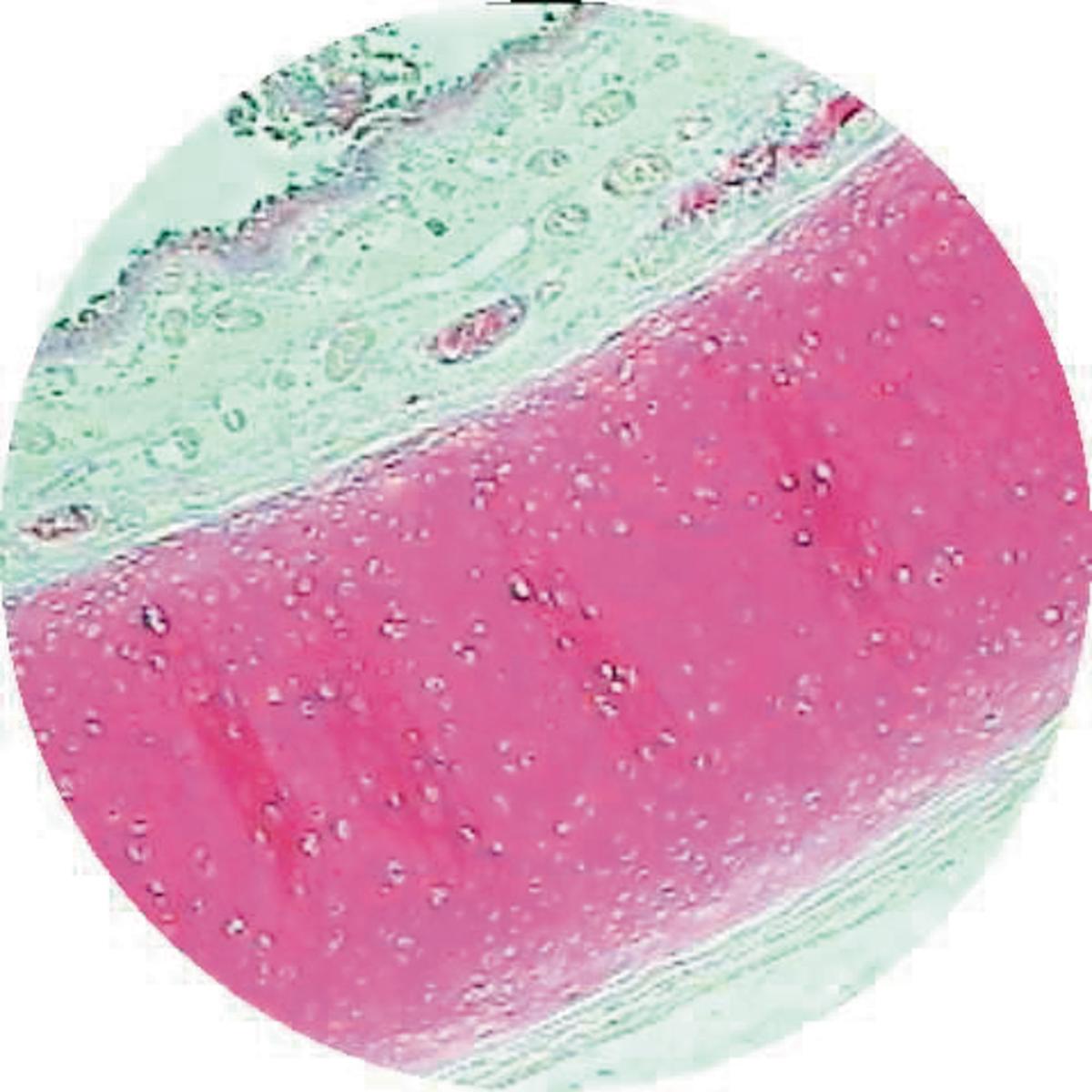 Philip Harris Prepared Microscope Slide - Trachea | G1006587 | GLS