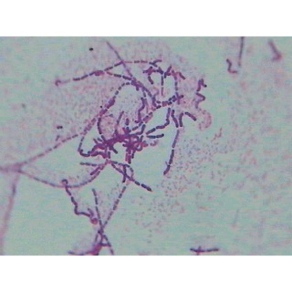 Rhizobium Microscope