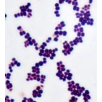 B8A16147 - Bacterial Culture - Micrococcus luteus | Philip Harris