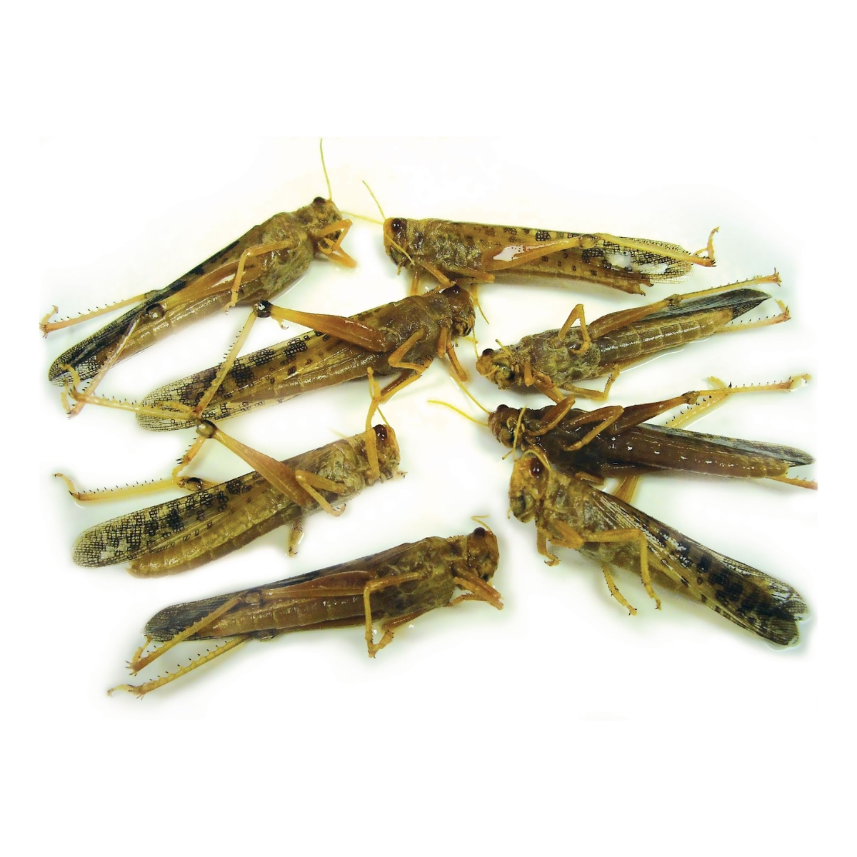 Preserved Locust Specimens - Pack of 10 | B8A19896 | Philip Harris
