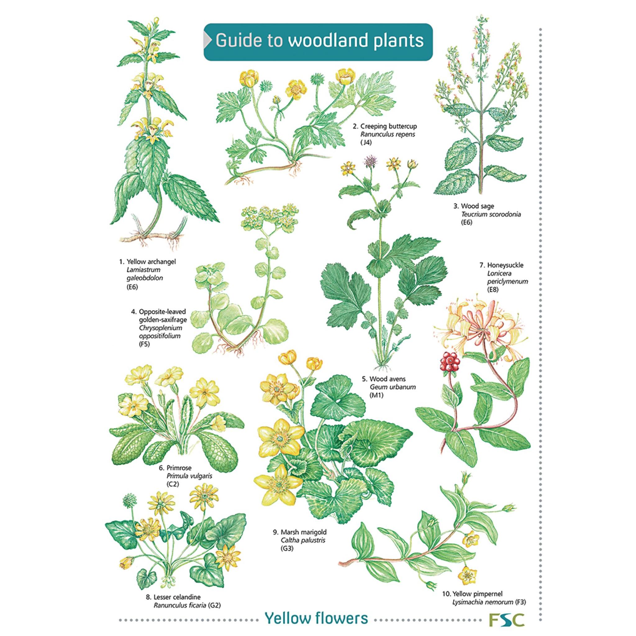 Field Studies Council Guide to Woodland Plants | HE1008023 | Hope