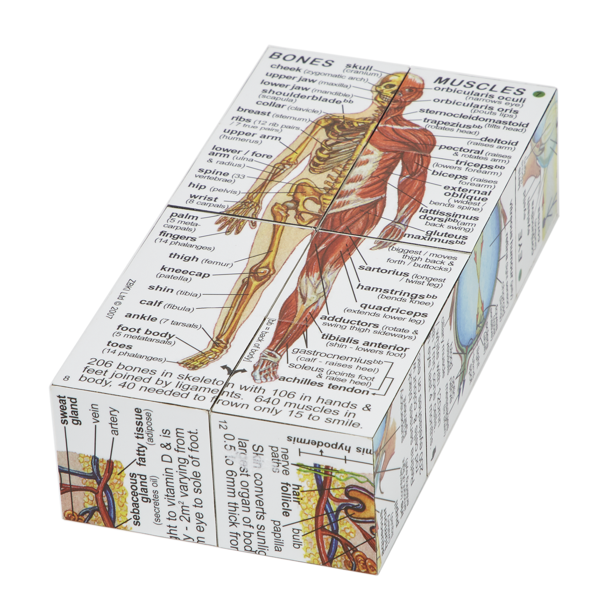 B8H47701 - Human Body Cube | Philip Harris