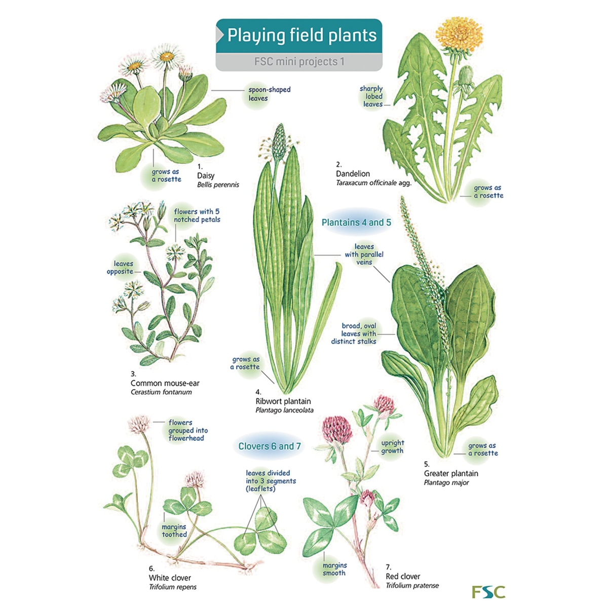 Field Studies Council Guide to Playing Field Plants | HE1008881 | Hope