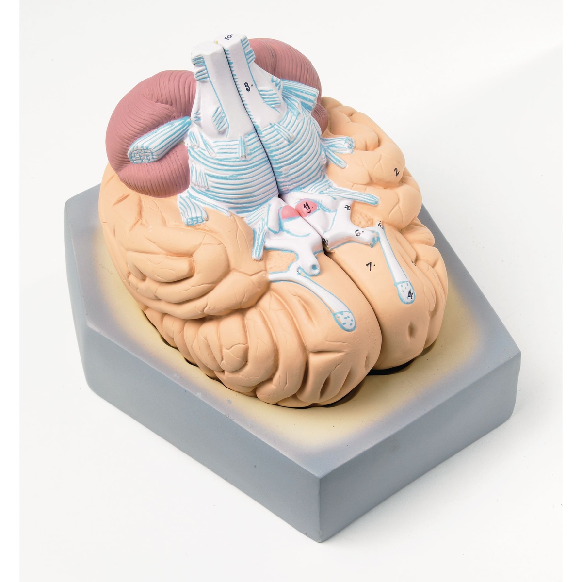 Human Brain Model - 2 Part | HC1009841 | Findel Dryad