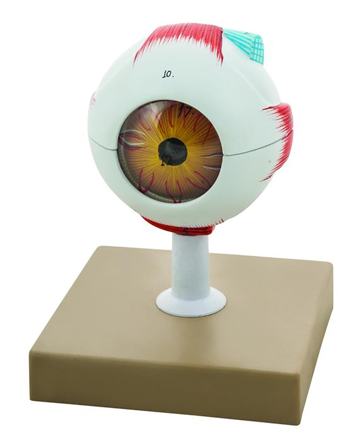 Philip Harris Economy Human Eye Model | B8R04624 | Philip Harris