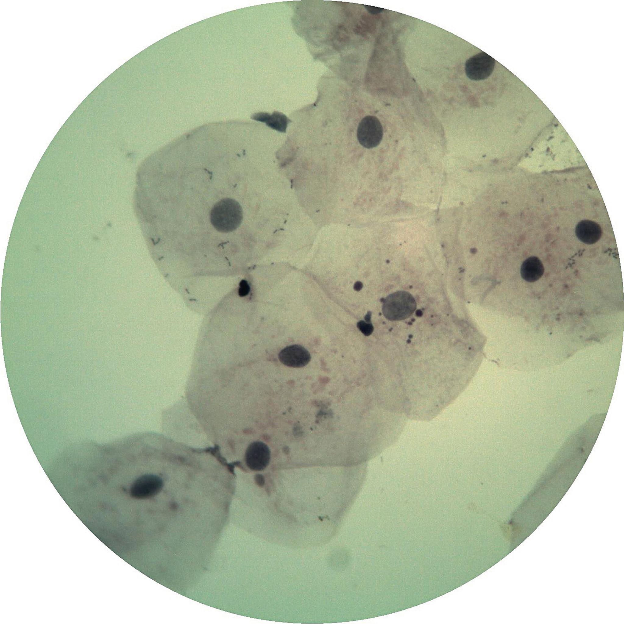 Prepared Microscope Slides, Prepared Slides & Specimens | Philip Harris