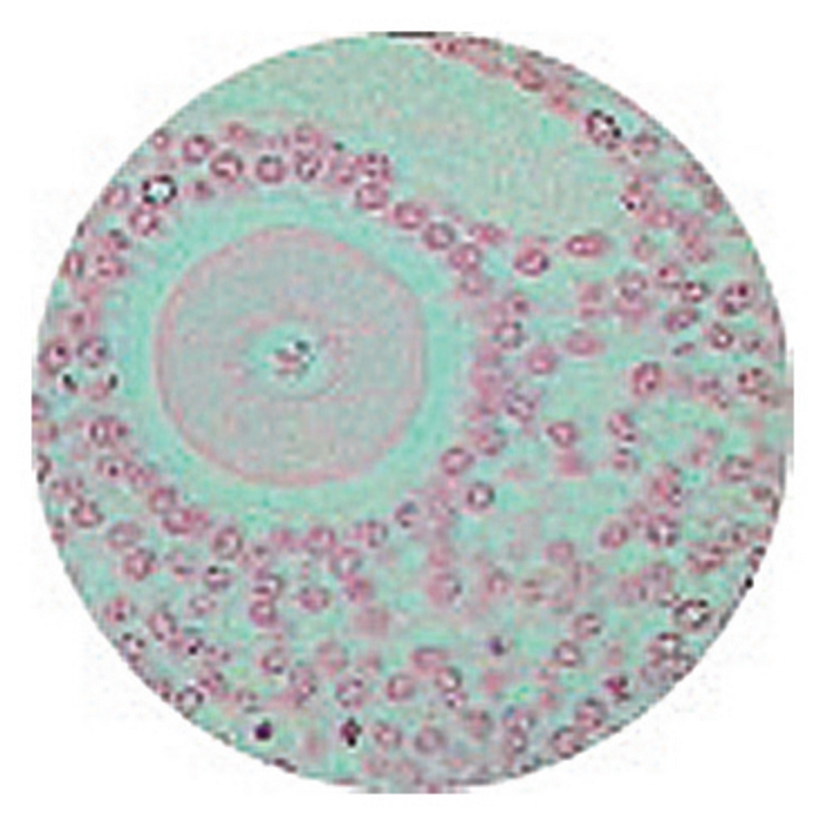 Philip Harris Prepared Microscope Slide - Kidney V.S. (P.A.S. and ...