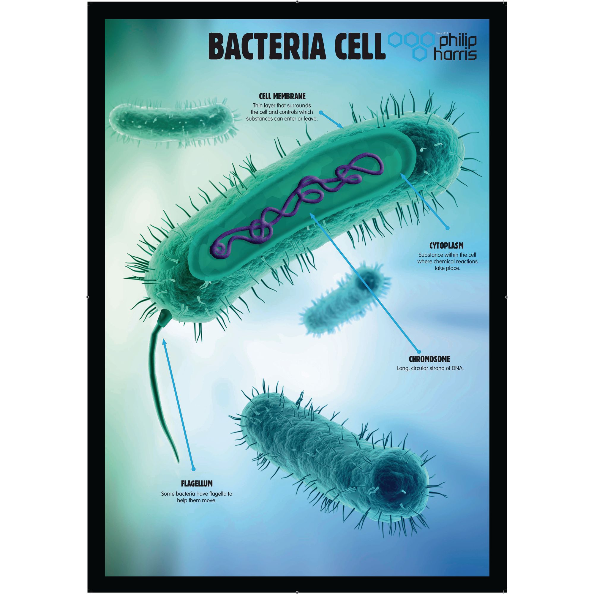 Bacterial Cell
