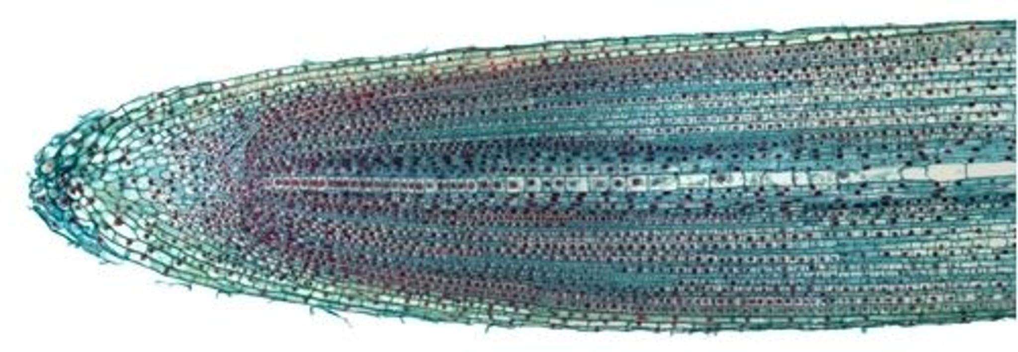 Prepared Microscope Slides, Prepared Slides & Specimens | Philip Harris