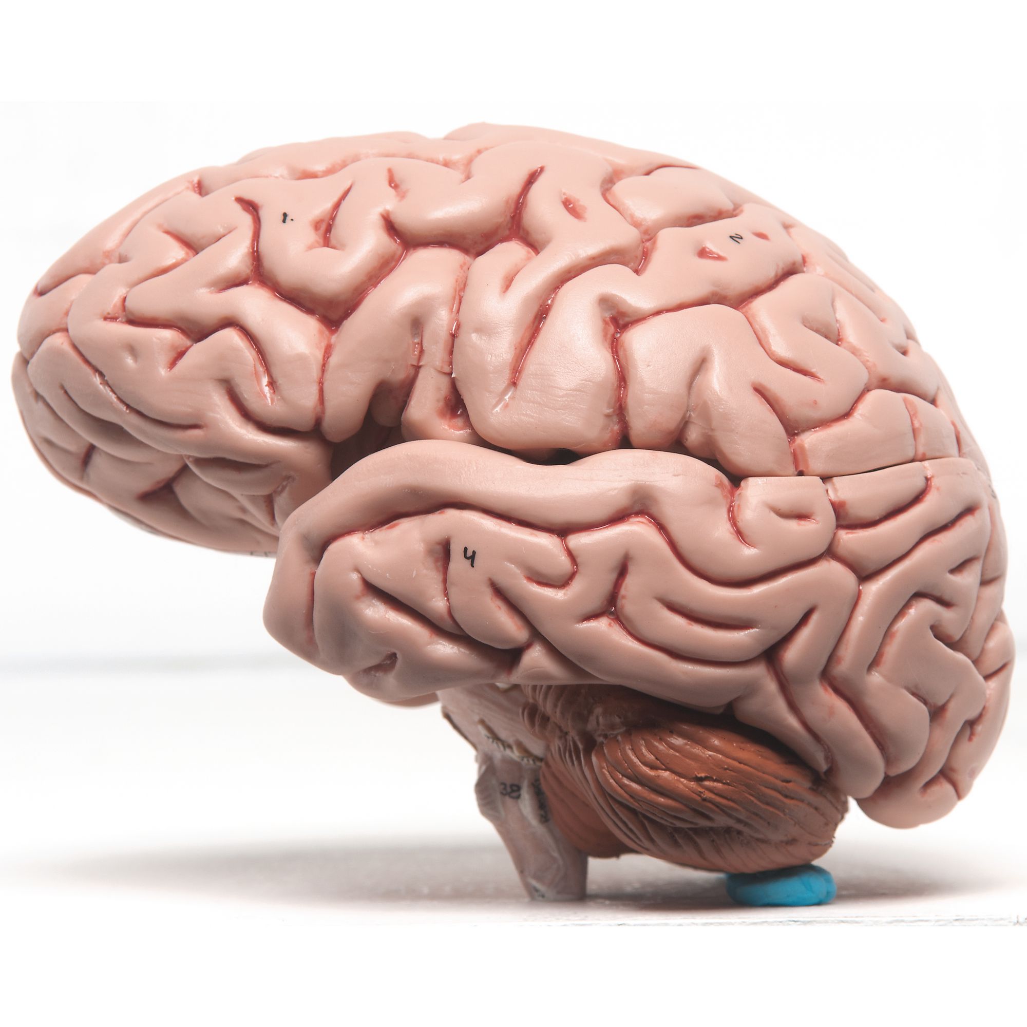 Human Brain Sculpture