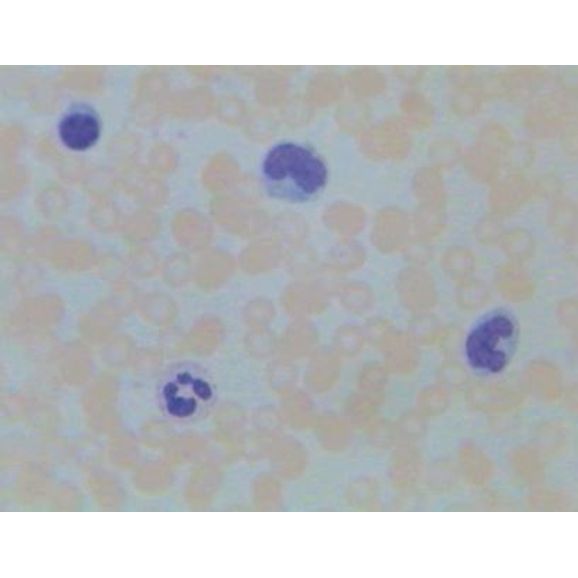 Microscope Slides Of Cells