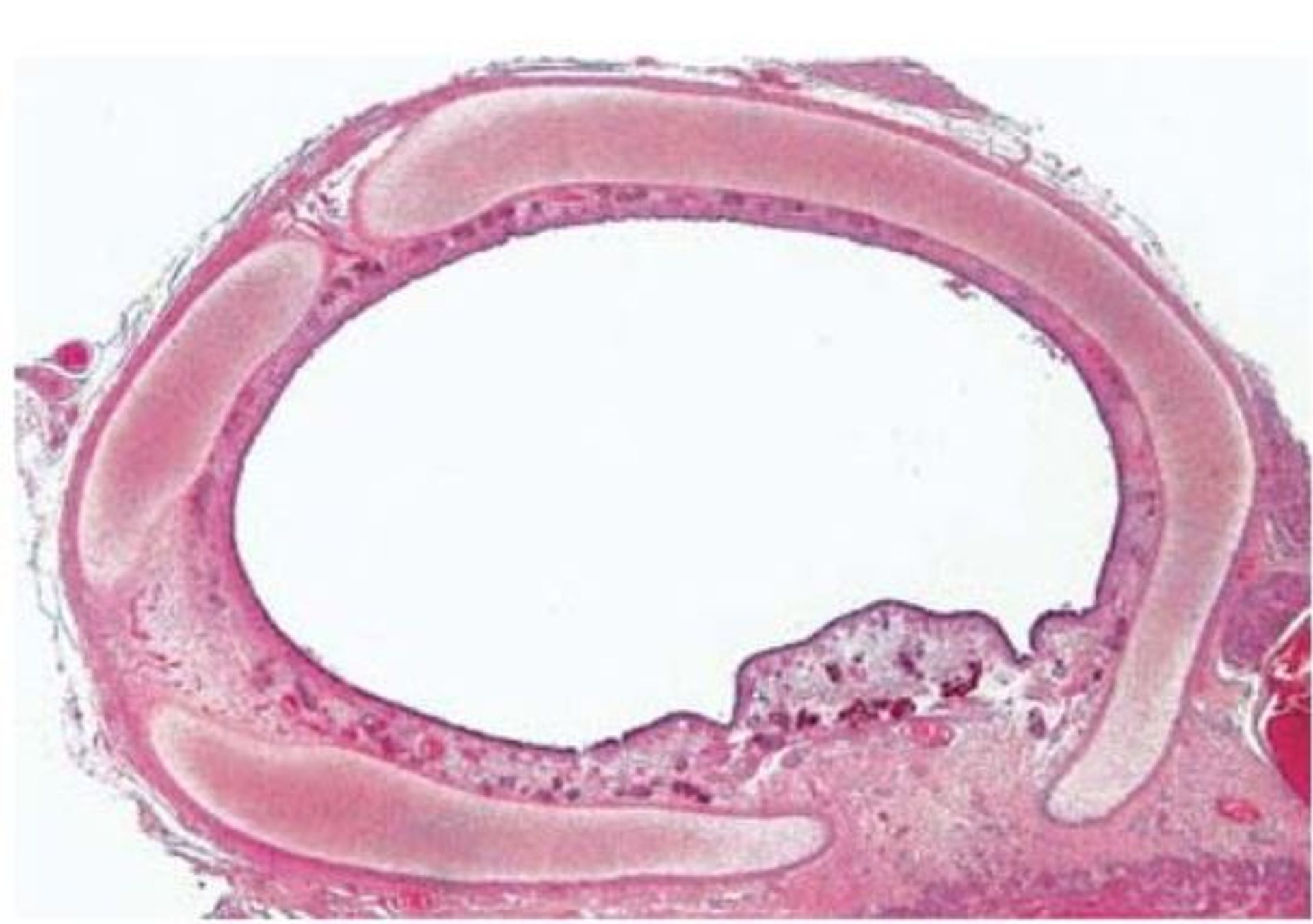Prepared Microscope Slides, Prepared Slides & Specimens | Philip Harris