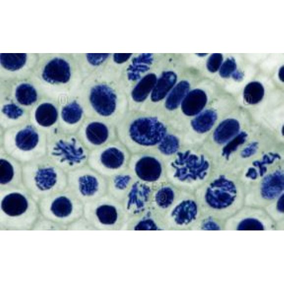 Microscope Slides Of Cells
