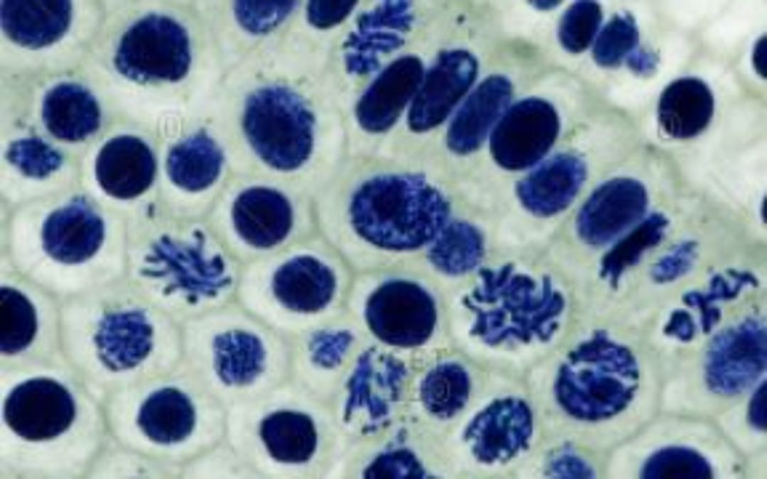 Prepared Microscope Slides, Prepared Slides & Specimens | Philip Harris