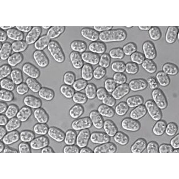 Yeast Slide Microscope Yeast Cells Microscope Slide" Pin For Sale By