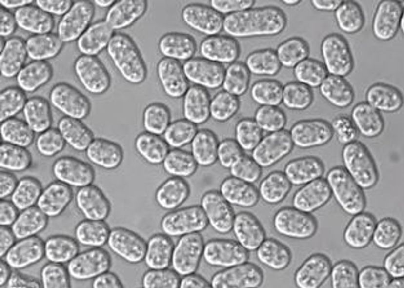 Prepared Microscope Slides, Prepared Slides & Specimens | Philip Harris