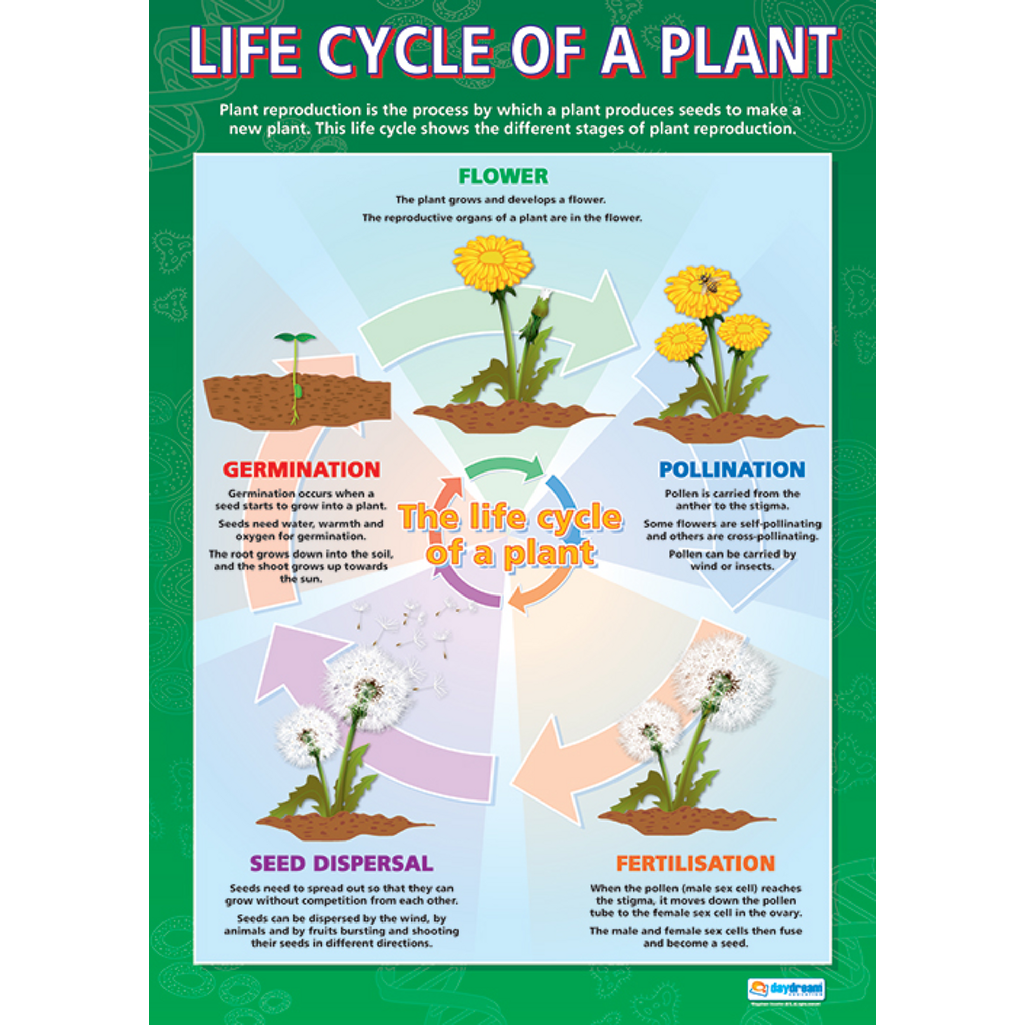 Plant Life Cycle Poster