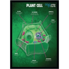 E8R06633 - Animal Cell Structure Poster | Findel International