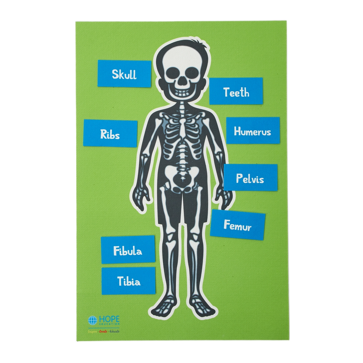 Skeleton Table Top Mat from Hope Education | HC1777383 | Findel ...