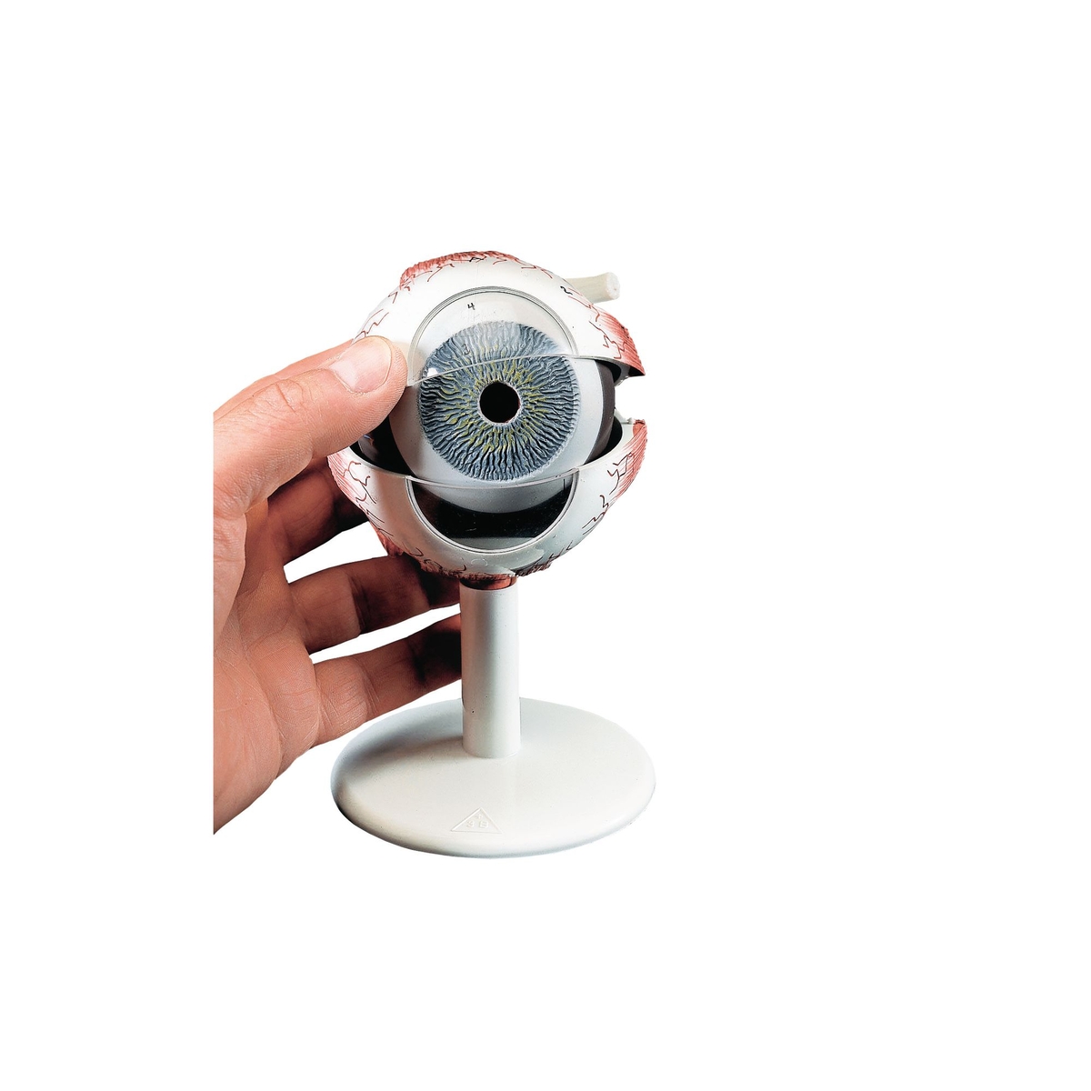 3B Scientific Human Eye Model - 6 Part | B8R06018 | Philip Harris
