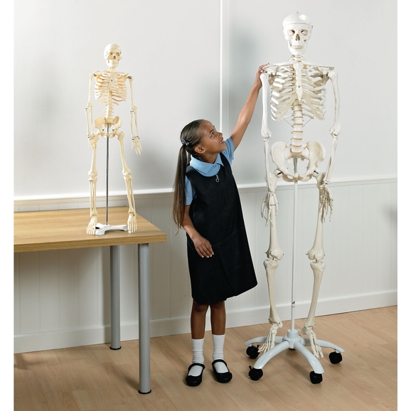 Human Skeleton Model Full Size