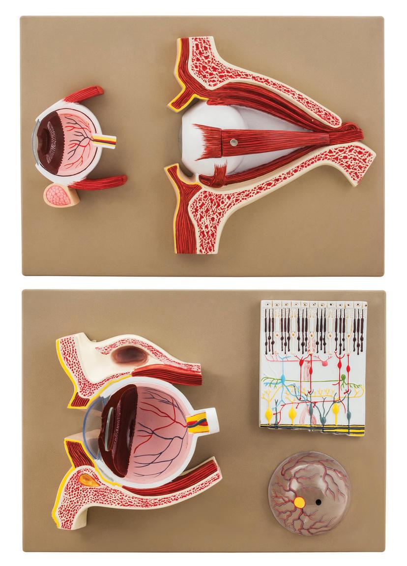 Human Eye Demonstration Model - 5 Sections | CP00050261 | Findel ...