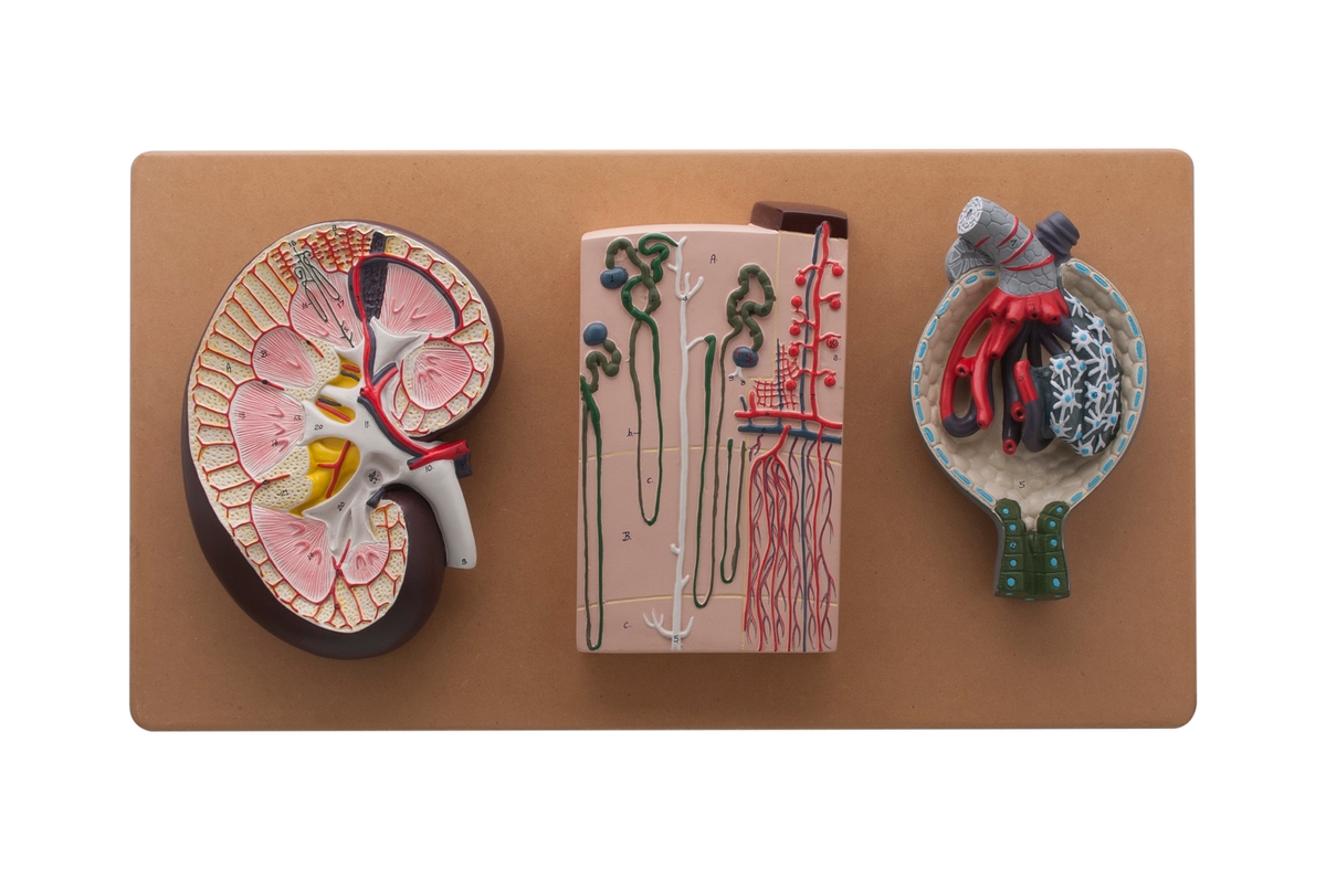 Kidney Section Model: with Nephrons, Blood Vessels & Kidney Glomerulus ...